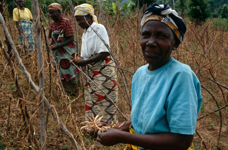 Peasants Carrying a Heavy Load on Their Shoulders Editorial Stock Image ...