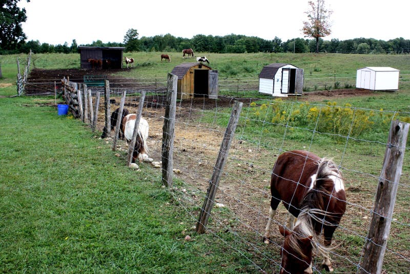 Farm Yard animals stock image. Image of horses, tourism - 15950823
