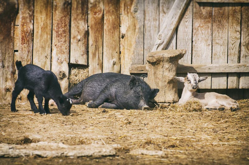 Farm Yard with Animals stock photo. Image of animal, house - 90901456