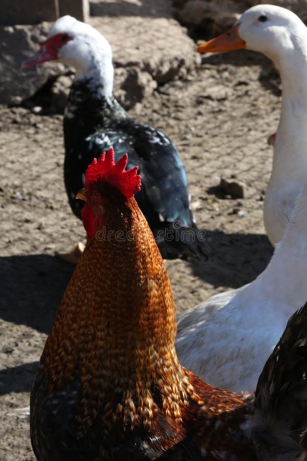 Farm yard with birds stock photo. Image of nature, fowl - 88060298