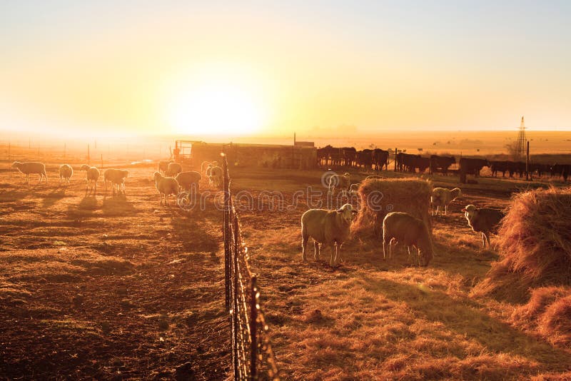 Farm yard stock photo. Image of countryside, warming - 54744246