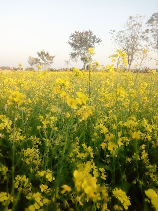 Farm stock image. Image of view, mustard, farm, yellow - 106162209