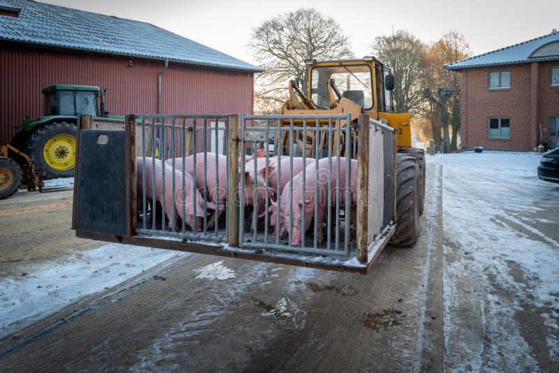 Young Pigs are Transported in a Cage by a Wheel Loader Stock Photo ...