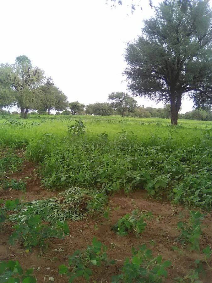 253 Farmar Stock Photos - Free & Royalty-Free Stock Photos from Dreamstime