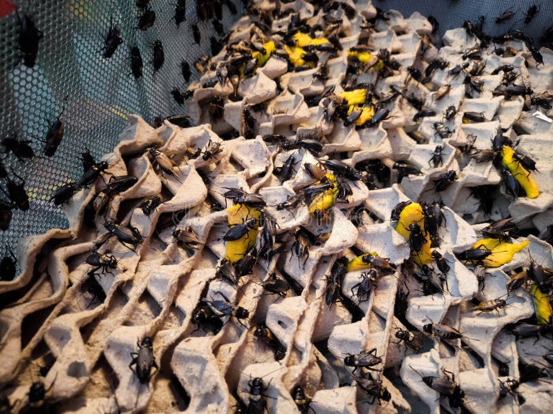 Farmed Crickets on Egg Panels for Food Asian Food. Stock Image - Image ...