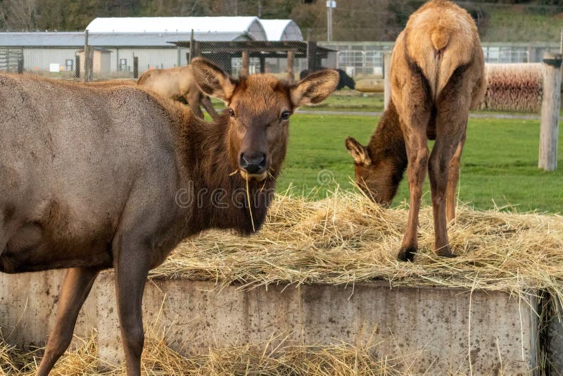 Farmed Elk Eating in Grassy Winter Field Stock Photo - Image of cold ...
