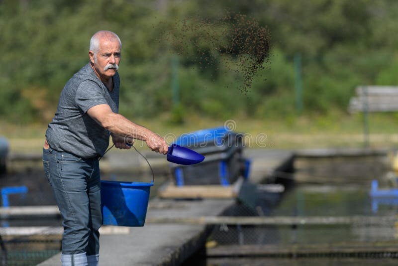Farmed Fish Worker Throwing Fish Food Stock Photo - Image of pink ...