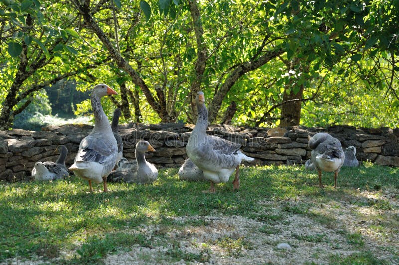 Farmed geese stock image. Image of farmed, geese, farming - 138649729