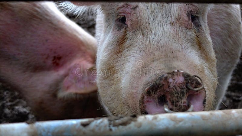 Farmed pigs for food stock photo. Image of young, views - 234605520