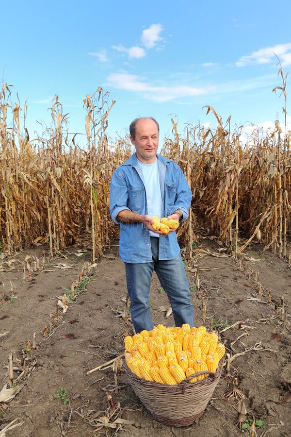 Man in corn field stock photo. Image of autumn, beautiful - 3288452