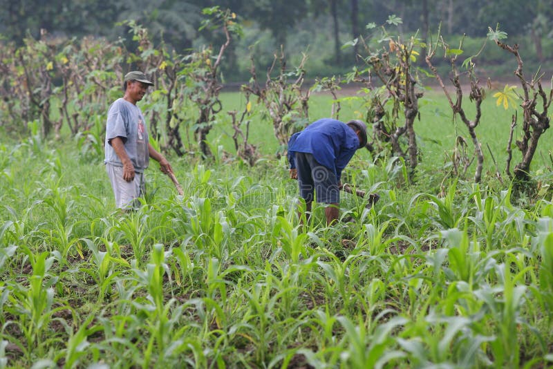 Farmer editorial stock photo. Image of agriculture, indonesia - 37524028