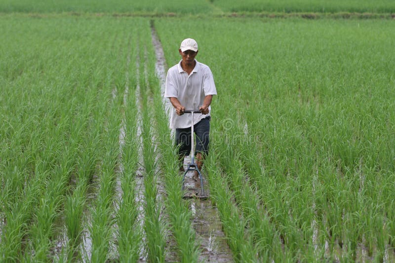 Farmer editorial image. Image of care, boyolali, farm - 37524270