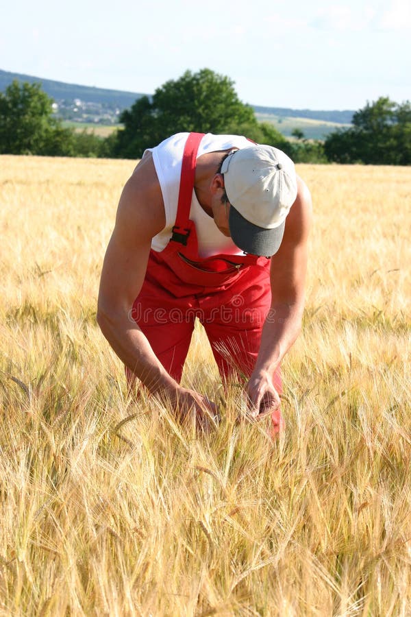 Life on Farm 1 stock photo. Image of farm, work, great - 1135978
