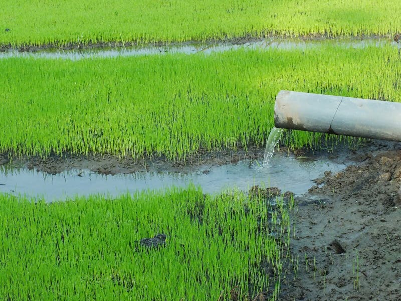 Rice Field Irrigation Pipe in the Morning Stock Photo - Image of leaf ...