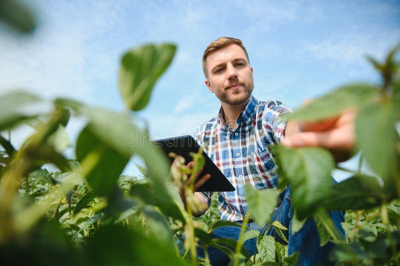 Farmer or Agronomist Examine Green Soybean Plants in Field. Stock Photo ...