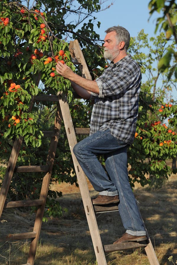 Farmer Picking Apricot Fruit in Orchard from Ladder Stock Photo - Image ...