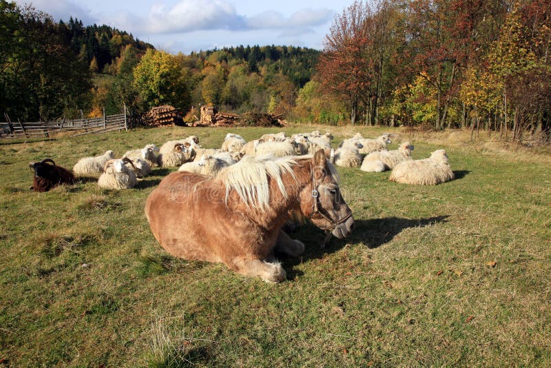 Farmer Animals Sunbathing in the Autumn Sun Stock Photo - Image of ...