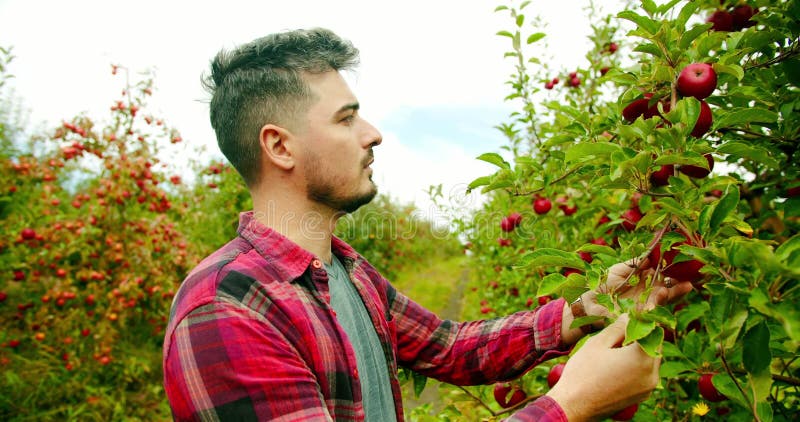 The Farmer Using Tablet Gadget in Apple Garden, Smile and Looking at ...