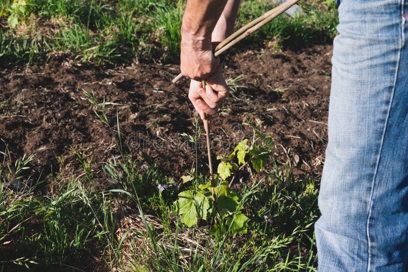Farmer Attaching Stakes To the Young Vineyard. Copy Space Stock Image ...