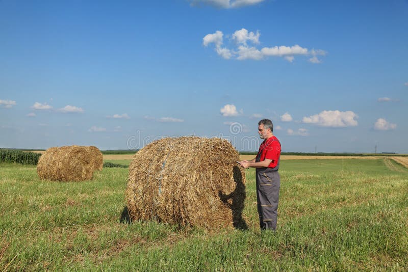 Standing hay roll stock photo. Image of livestock, grass - 57930008