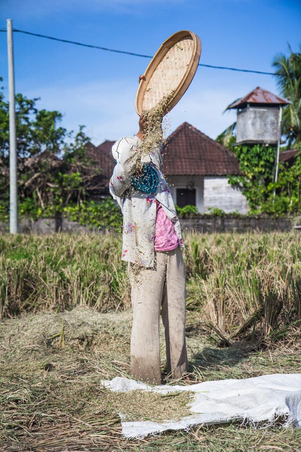 Segregation Rice Stock Photos - Free & Royalty-Free Stock Photos from ...