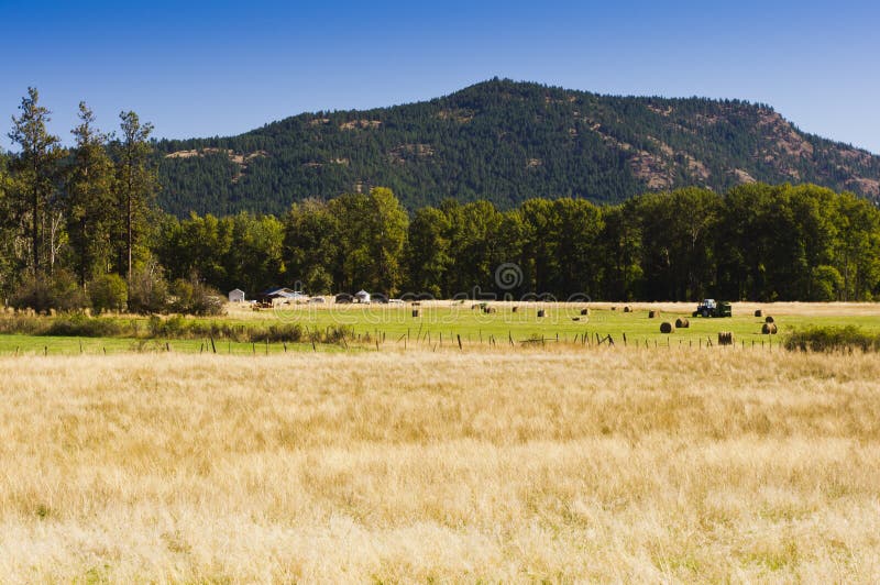 Farmer baling hay stock image. Image of nature, golden - 49283837