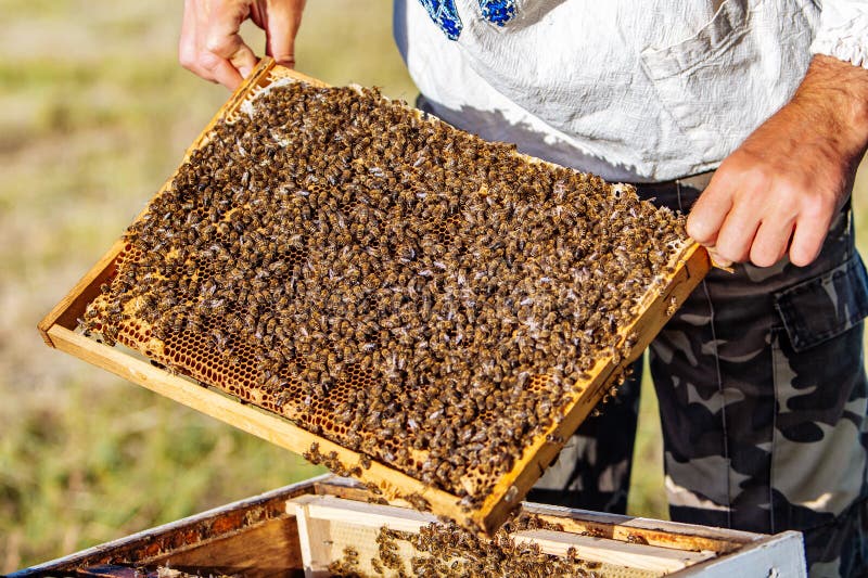 A Farmer on a Bee Apiary Holds Frames with Wax Honeycombs. Planned ...