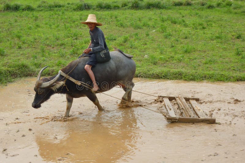Chinese Farmer Plowing a Rice Field Using the Pulling Power Red ...