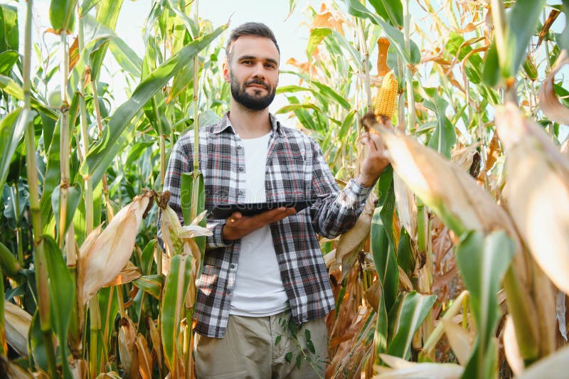 Farmer, Businessman in Corn Field, Works Uses Tablet Computer. Male ...