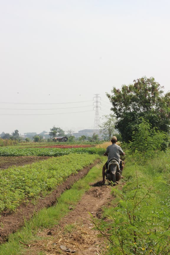 Farmer in bycycle stock photo. Image of motorcycle, farm - 264243270