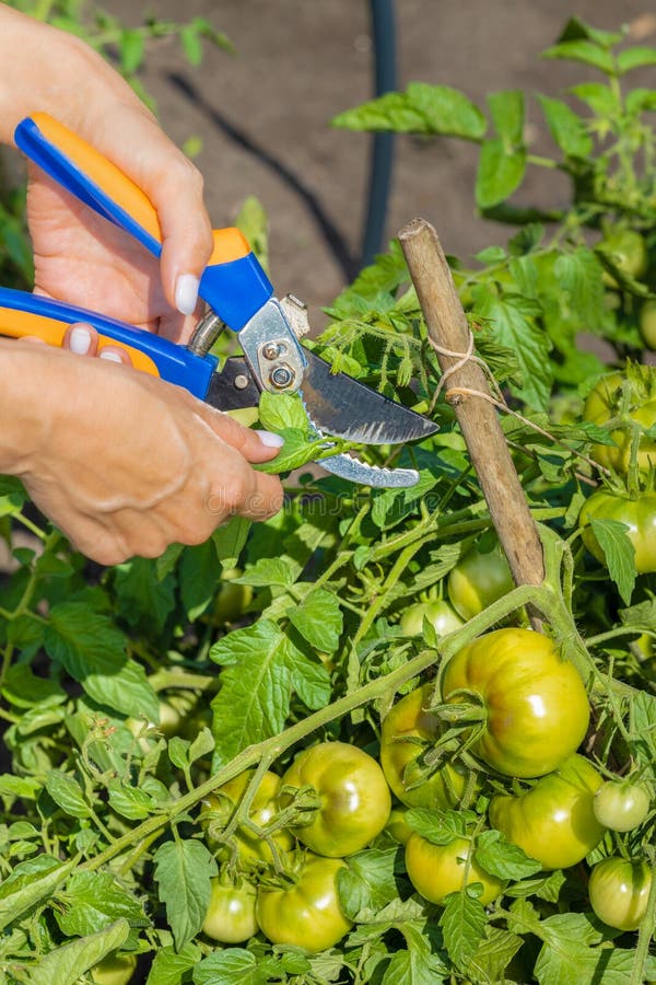 A Farmer Caring for a Bush of Tomatoes Stock Image - Image of care ...