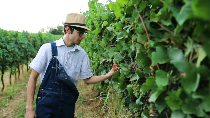 A Farmer Carries Out a Quality Control of the Grapes in His Vineyard ...