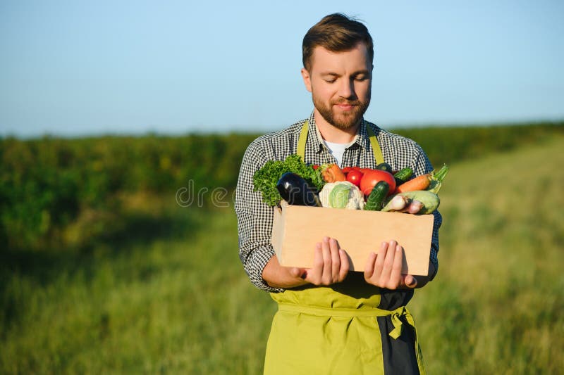 Farmer Carrying Box of Picked Vegetables Stock Image - Image of ...