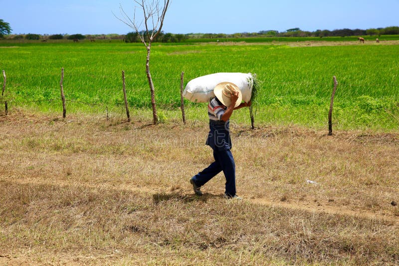 Farmer Carrying Heavy Load of Grain II, Bhutan Editorial Stock Photo ...