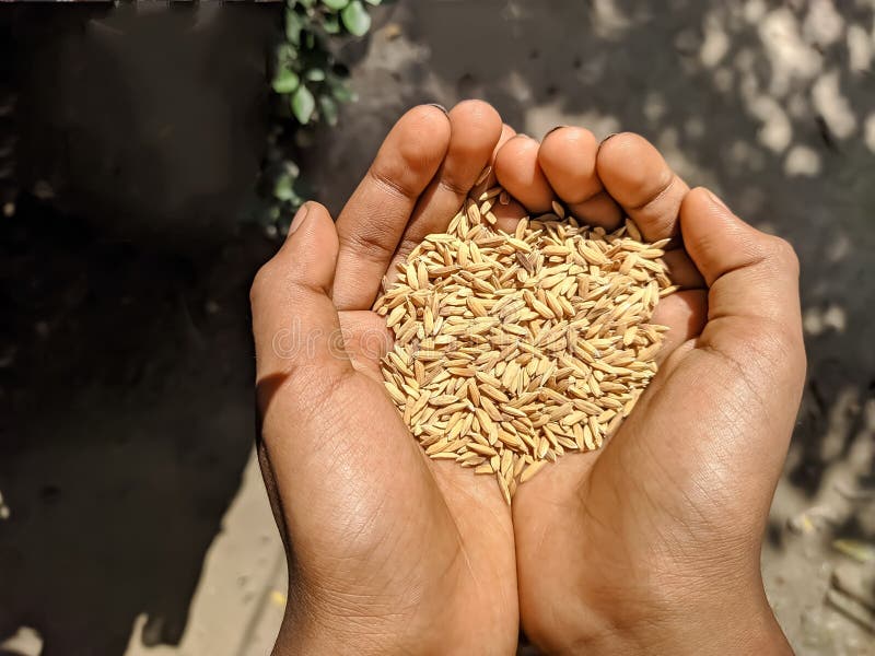 Farmer Carrying Golden Paddy on His Hand. Yellow and Golden Paddy on ...