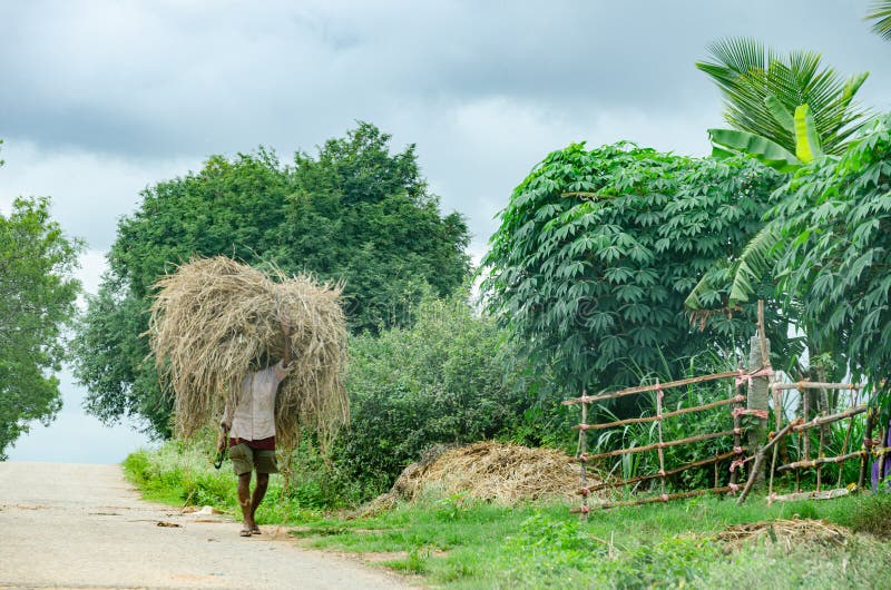 A Farmer Carrying Hay on Head - a Typical Indian Village Scene Stock ...