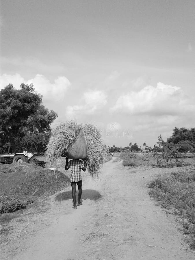 A Farmer Carrying a Load of Straw Stock Image - Image of outdoorshoot ...