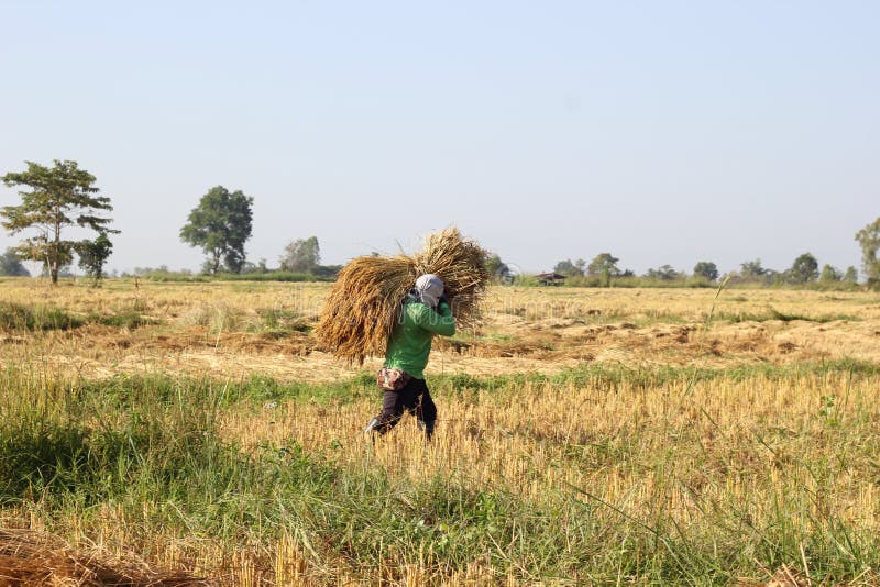 The Farmer Carrying the Paddy Stock Photo - Image of nature ...