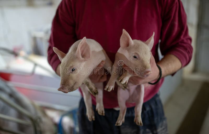 Farmer Carrying Piglets in Pigpen Stock Photo - Image of holding ...