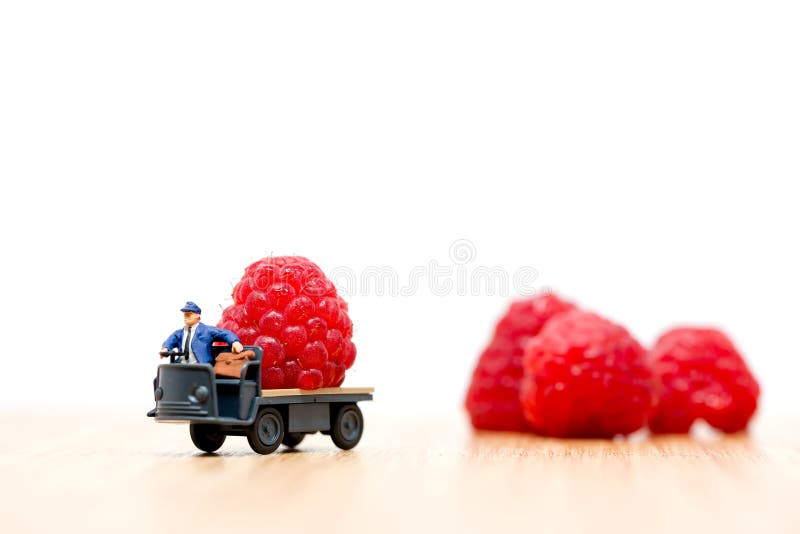 Farmer Carrying Raspberries Stock Image - Image of fruit, miniature ...