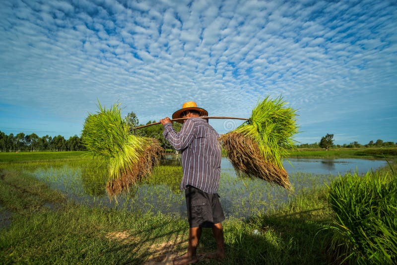 658 Farmer Carrying Rice Stock Photos - Free & Royalty-Free Stock ...