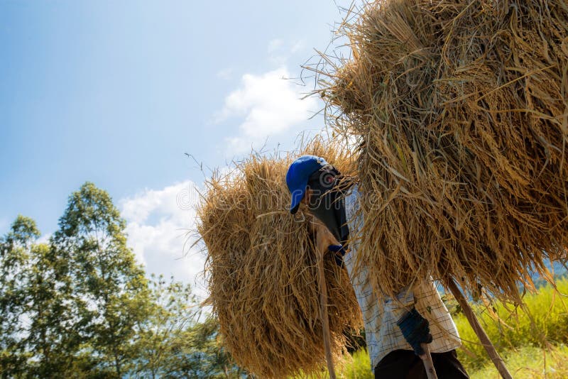 658 Farmer Carrying Rice Stock Photos - Free & Royalty-Free Stock ...