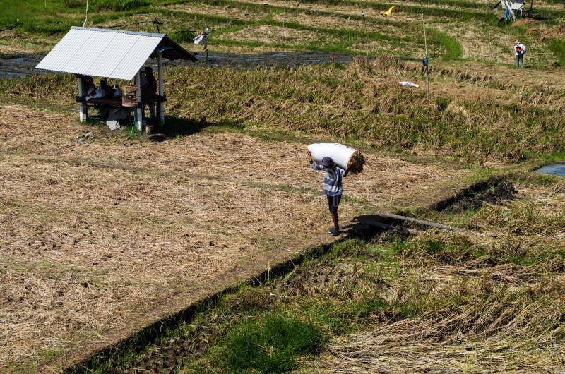 Farmer Carrying a Sack of Rice on a Rice Field Stock Image - Image of ...