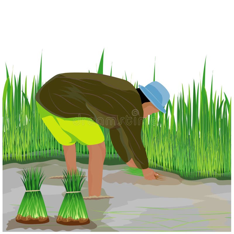 Farmer work in paddy field stock vector. Illustration of home - 128663939