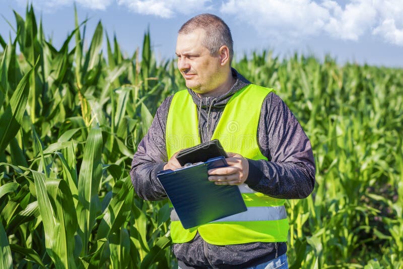 Farmer Checking the Corn Field Stock Photo - Image of agriculture ...