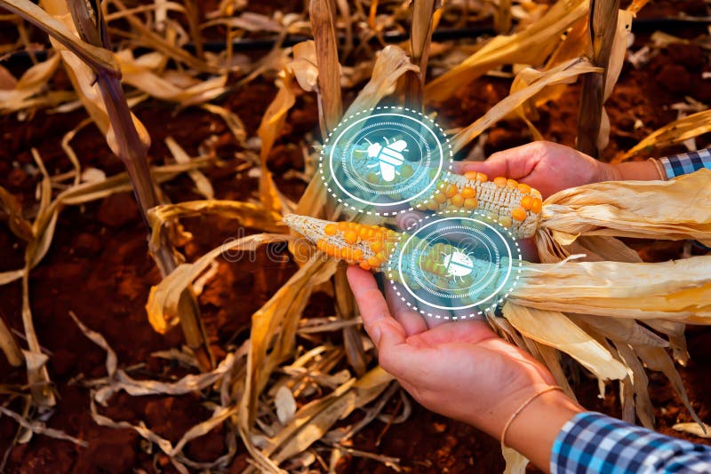 Farmer Checking Corn, Insect Problems in Corn Fields, Low Grade Corn ...