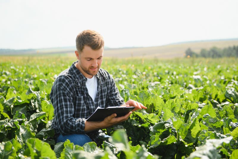 Farmer Checking Crop in a Sugar Beet Field. Agricultural Concept Stock ...