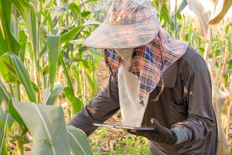 Farmer Checking Growth of Corn and Using Tablet in the Field Stock ...