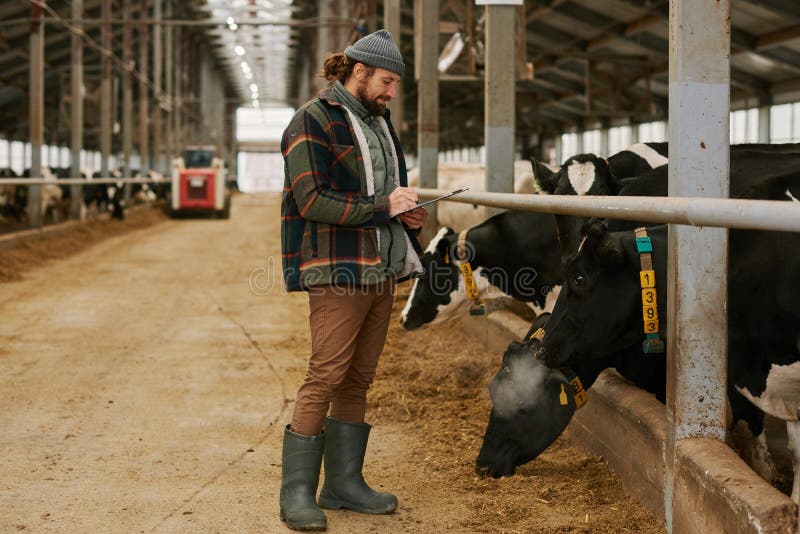 Farmer Writing Information about Status of Cows Stock Photo - Image of ...