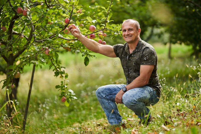 Farmer Checking His Apple Trees Stock Photo - Image of attractive ...